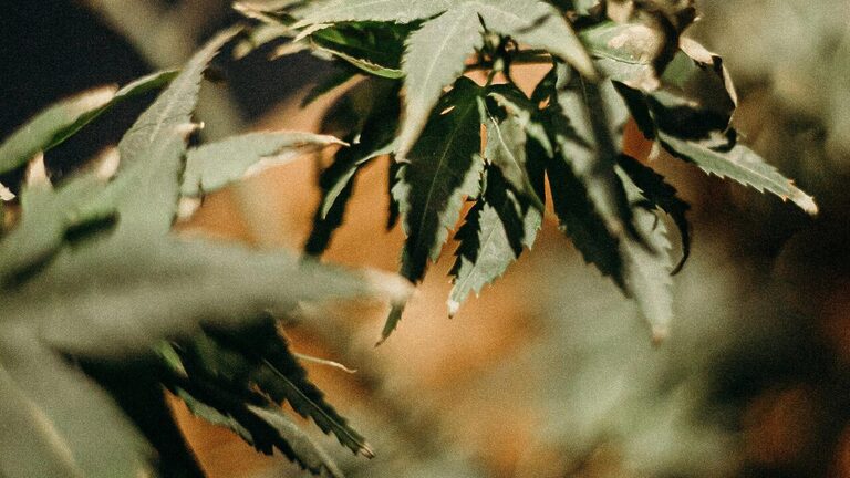 What is Smoking Gas? Understanding Cannabis Slang - Texas Recovery Center